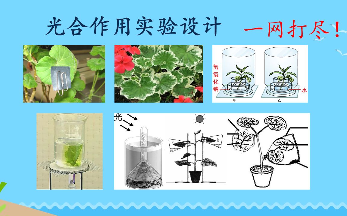 【习题精讲】光合作用的实验太多了,完全摸不着风?来,听我说,就会了!