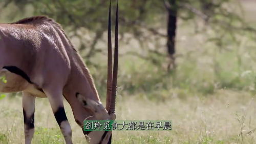 动物界的生存技巧,能从捕猎者嘴中逃跑的动物都值得佩服