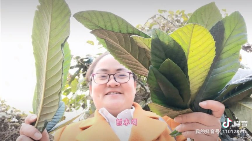 发现珍宝,枇杷叶,它是又大又绿,仍然长青,有治疗咳嗽的作用