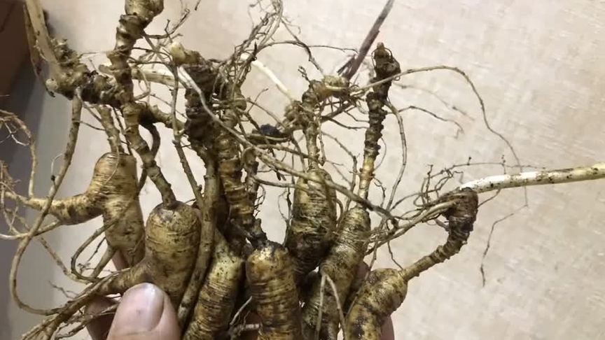 野山参蜜片,口感好,功效好,吃一口爱上它的味道,一辈子忘不了