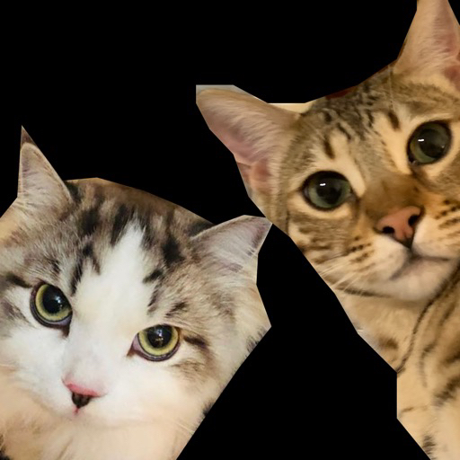 UMA有两只猫 