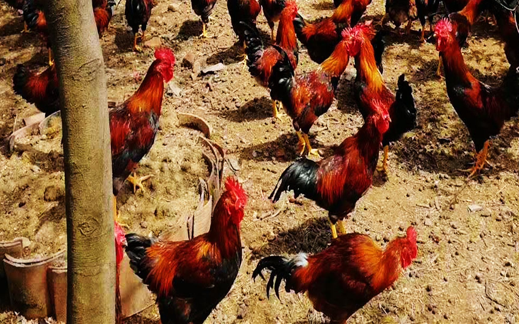 鸡气管堵塞治疗最佳方法鸡支气管堵塞用什么药鸡支气管炎的最佳治疗