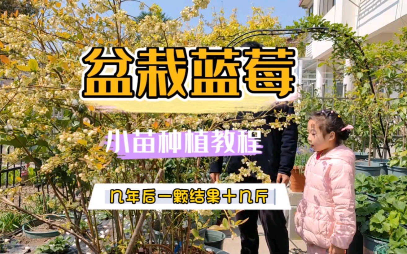 盆栽蓝莓新手都能种活种好的方法,种植好了3年后一颗能结果十几斤