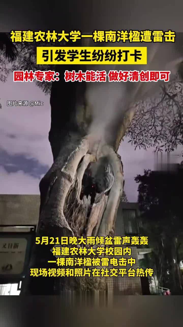 福建农林大学南洋楹遭雷击,引学生纷纷打卡拍照