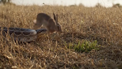 草地蟒蛇静待机会,野兔误闯险境,生死瞬间令人心惊
