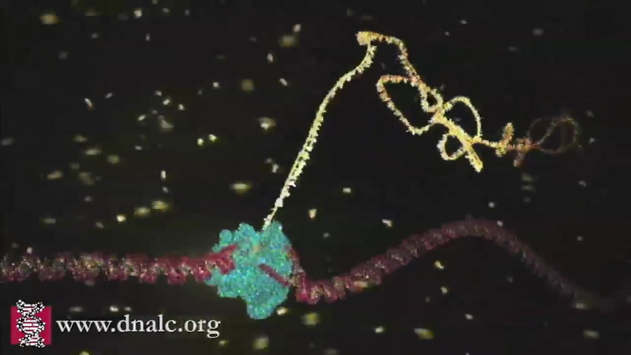 【生物科研视频教程】分子生物学一些有趣的小视频(转录,RNA剪接,...