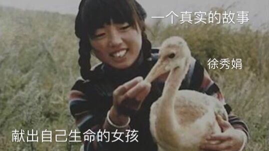 还记得养鹤的女孩徐秀娟吗?还记得那首《一个真实的故事》吗?