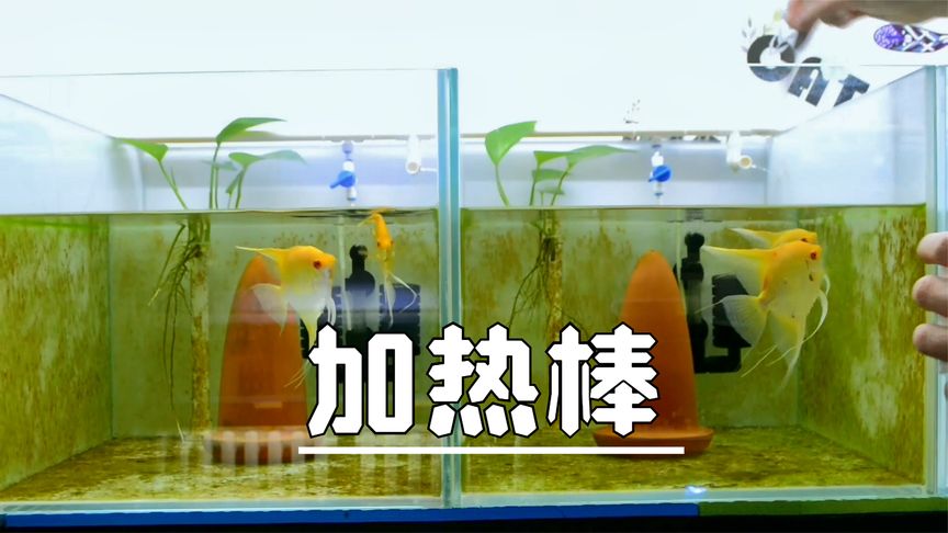 养鱼人必备设备,加热棒哪些种类,使用寿命,爆炸问题和保温措施