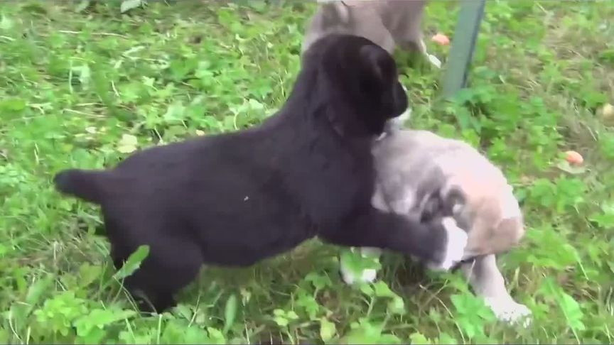 脾气暴躁的中亚牧羊犬幼犬,一言不合就开始打架,长大了不得了