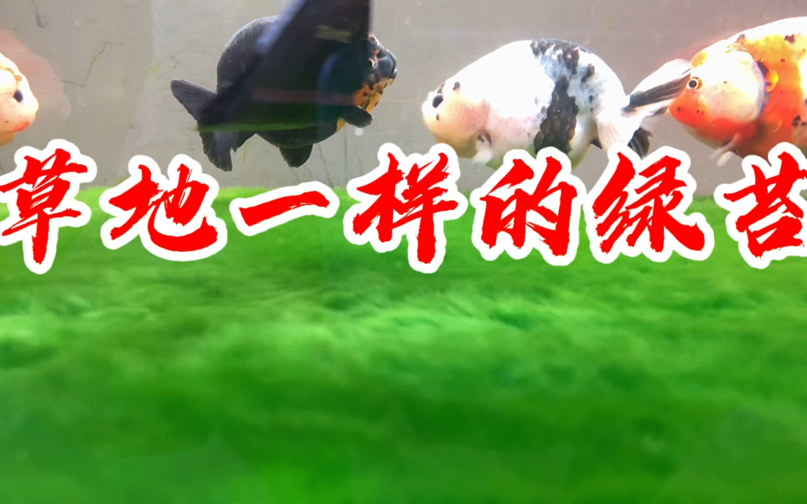 像草地一样的绿苔,你想拥有吗,其实很简单