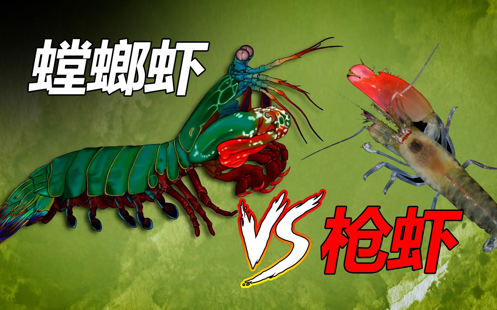 螳螂虾和枪虾干一架,谁会赢?手指被螳螂虾打一拳会怎样?
