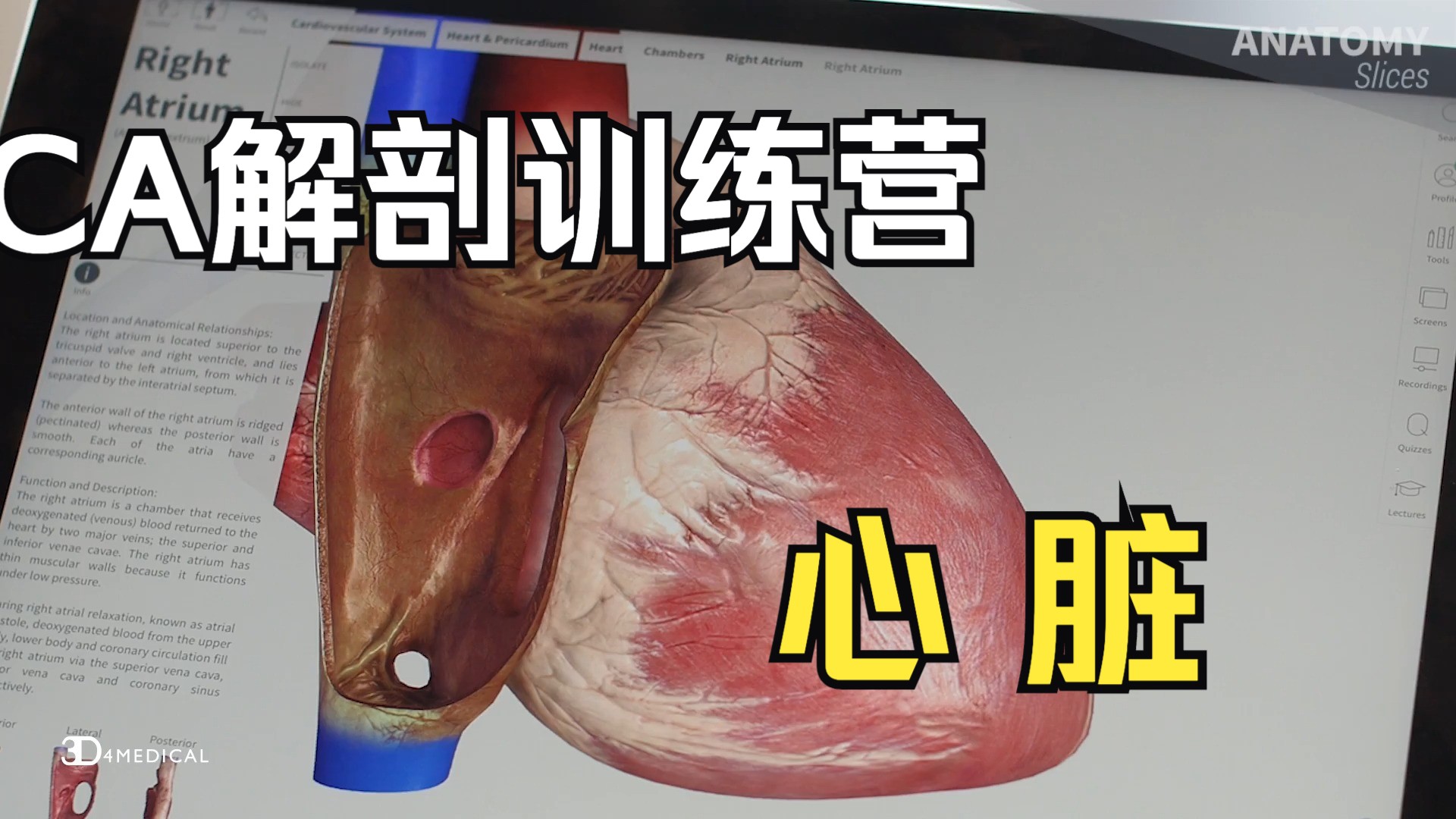 【硬核干货】从解剖学的角度看心脏跳动的声音 Sounds of the Heart ...