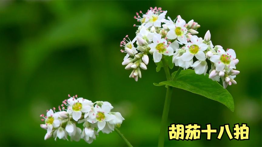 胡笳是汉代流行于塞北和西域的管乐器,其音悲凉,后制为木管三孔