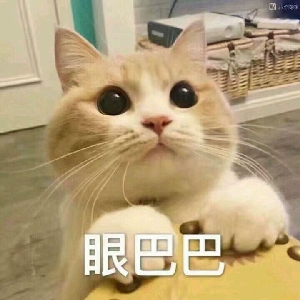 栀愿愿 