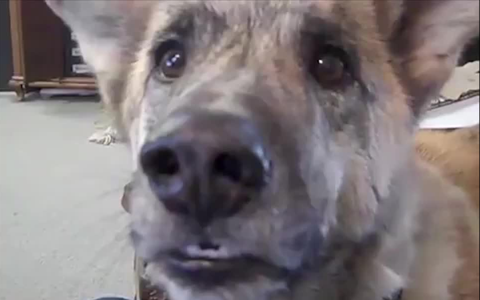 这是一只会说英语的狗!