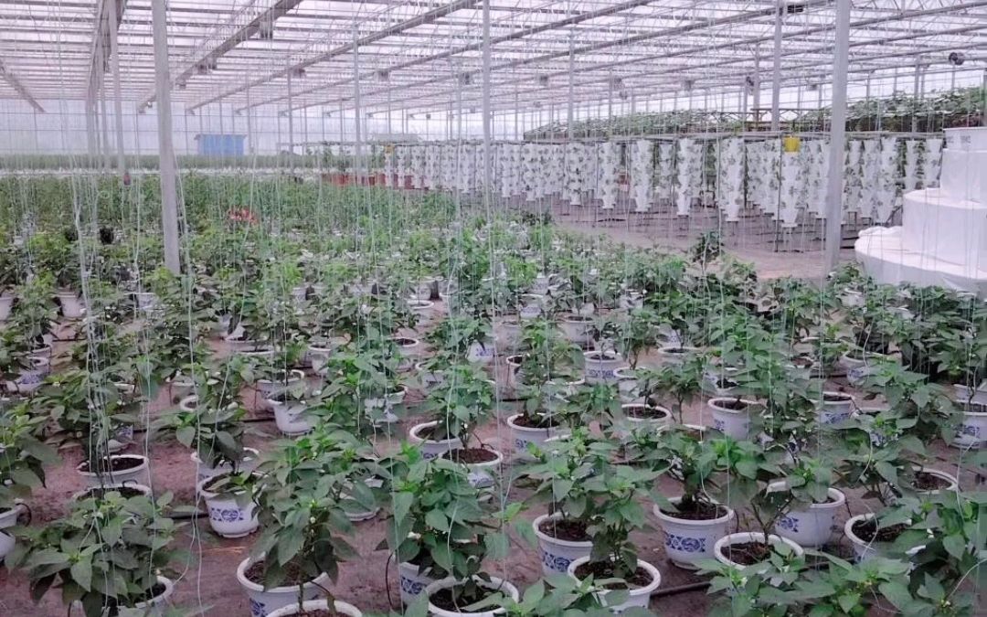 大棚蔬菜灌溉注意事项#天津灌溉过滤器厂家 #黑龙江灌溉过滤器要找...