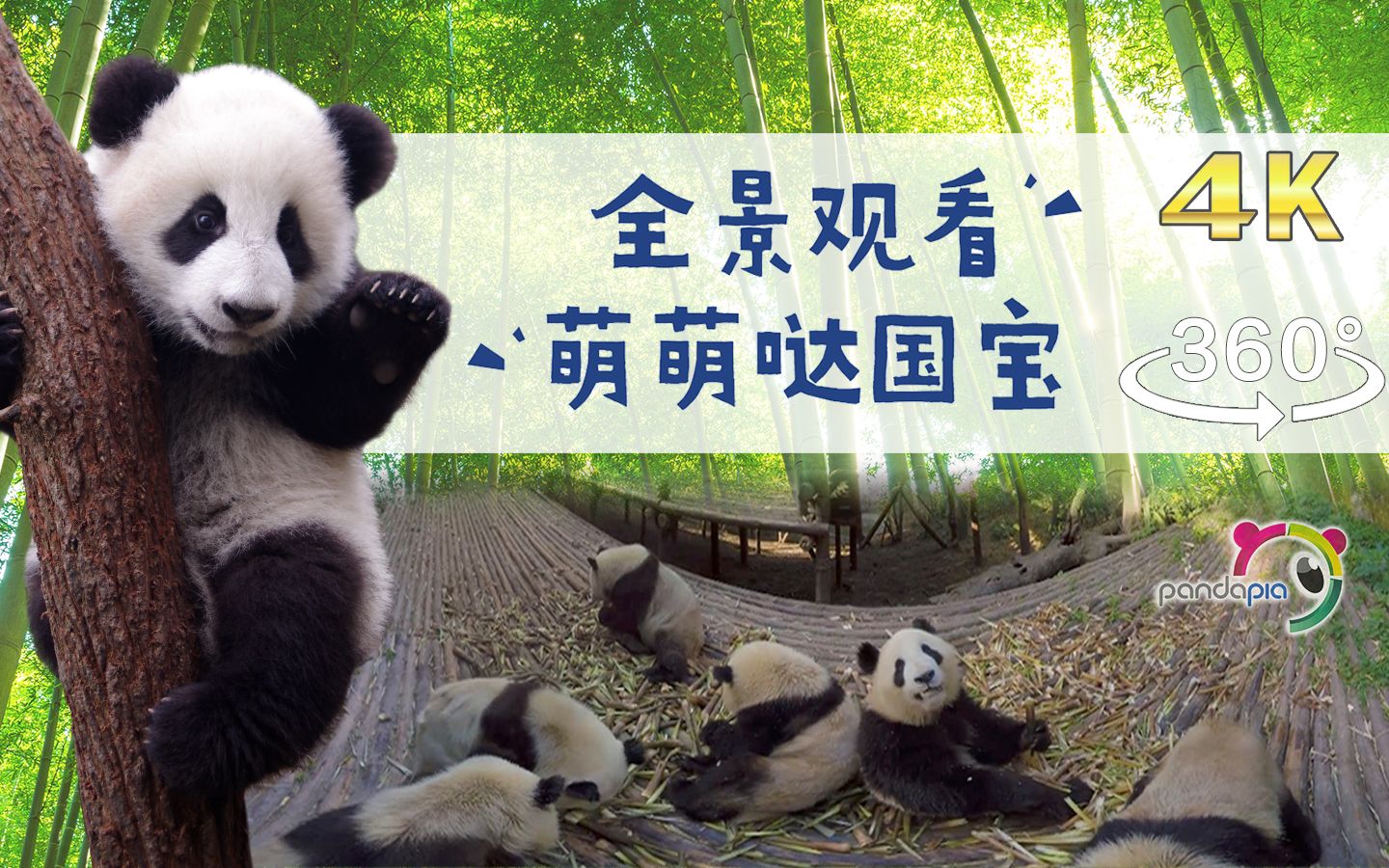 【B站首档】4K高清360°全景观看大熊猫——旋转一下,滚滚更圆?