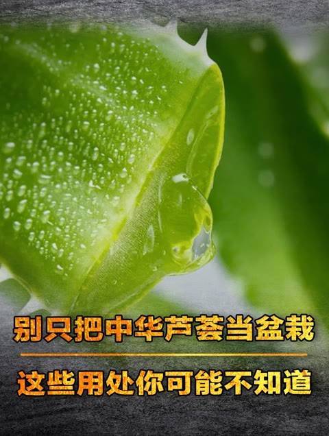 别只把中华芦荟当盆栽了,学会这些用处,能解决不少麻烦 #春季出游好...