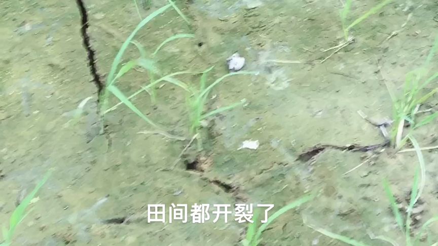 博白农村水稻生长速度慢,田间缺水开裂;秧苗幼小。