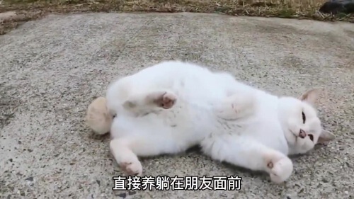你知道吗?猫咪为什么会在见到你时瞬间撒娇倒地?