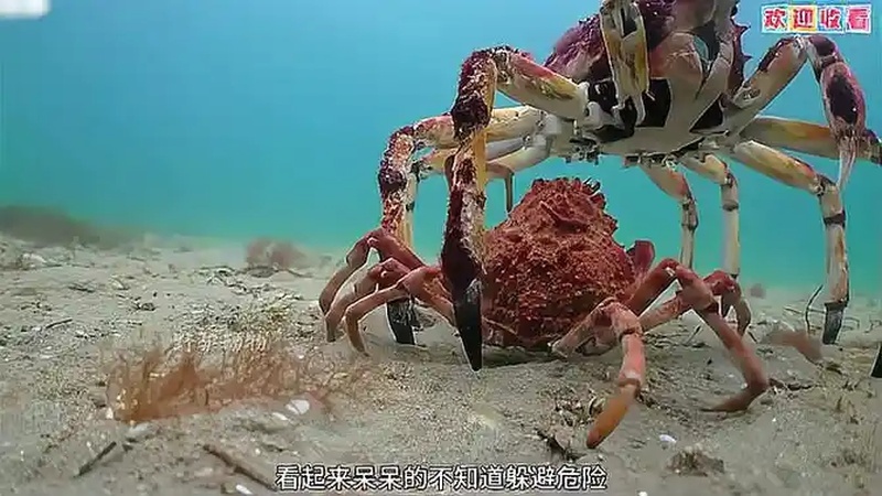 魔鬼鱼前巨螯蟹,成千上万真壮观,海底世界真奇妙