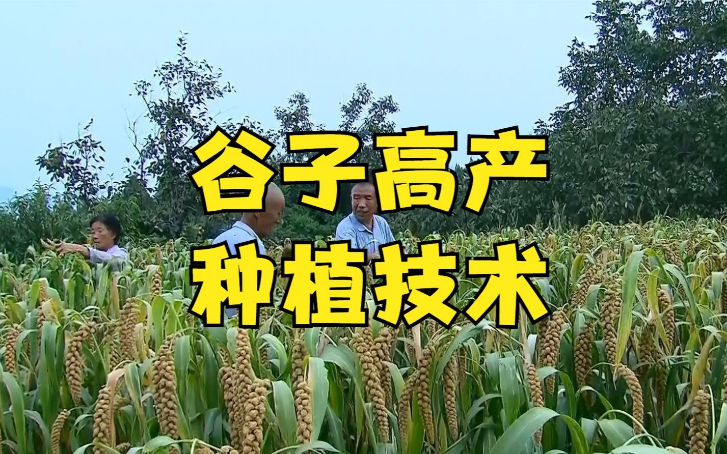 谷子高产栽培技术:谷子种植做好这4点很重要!千万别错过!