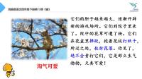 时代微课 四年级 语文《猫》第二课时