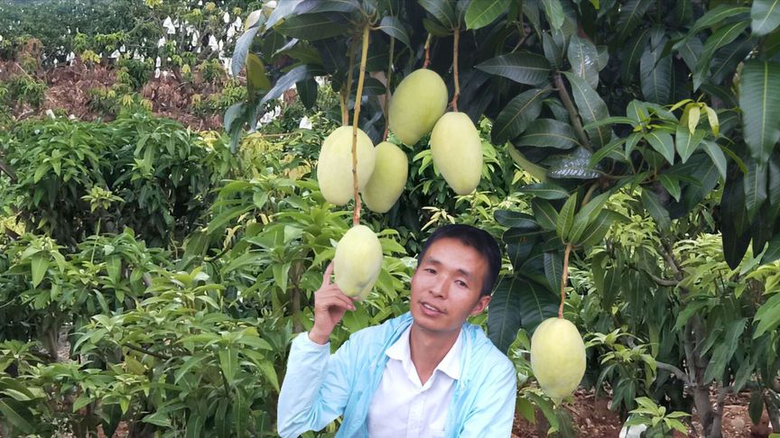 芒果树修枝好挂果率才高小周给芒果树修枝累趴下了期望明年挂满果