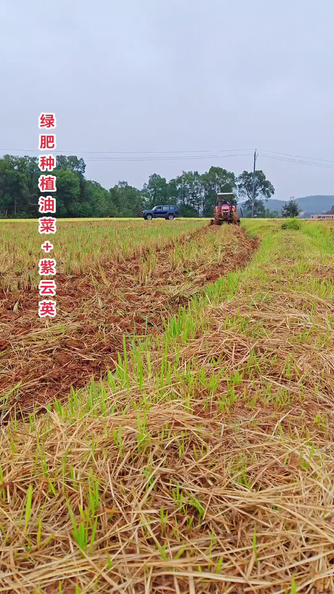 ...不图回报,只为改善土壤种植环境,为来年的水稻种植提供充足的有机...