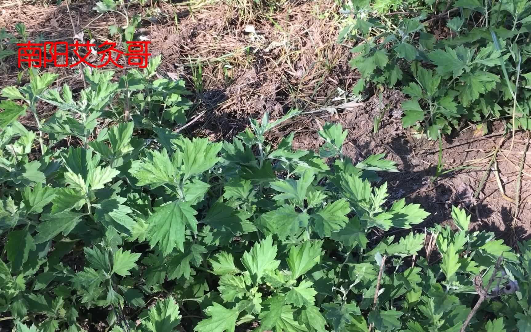 艾灸的你,懂得区分艾草和蒿子么?