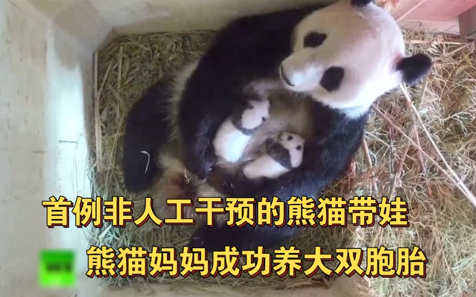 全球首例非人工干预的熊猫带娃,大熊猫阳阳成功养大双胞胎