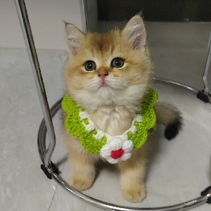 蹦哒蔡富贵 