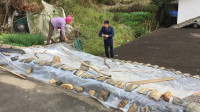农村40年老房子漏水, 小伙和奶奶用这种简单方法处理, 只花了30元