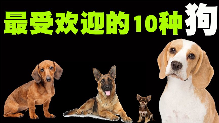 最受欢迎的10种狗狗排行榜,如果您不知道养什么狗,可以来借鉴下