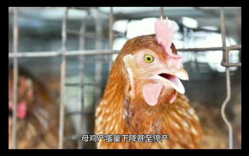 鸡头上长癣怎么治疗 鸡冠上长白色厚厚是什么 鸡冠癣治疗方法