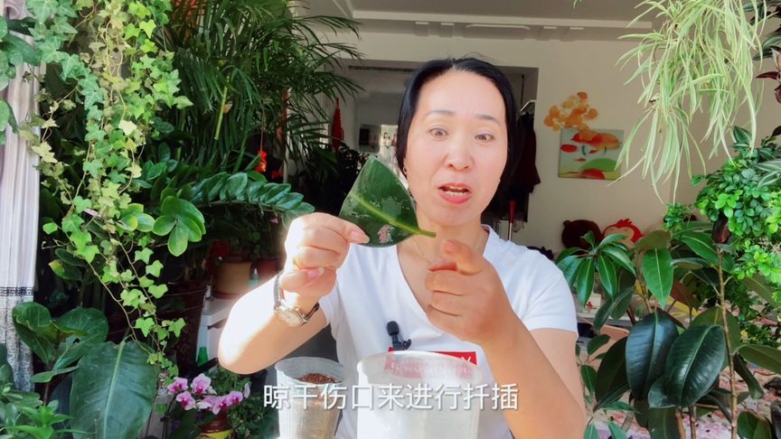 橡皮树叶片扦插就可以轻松一盆变多盆,扦插方法看看吧!