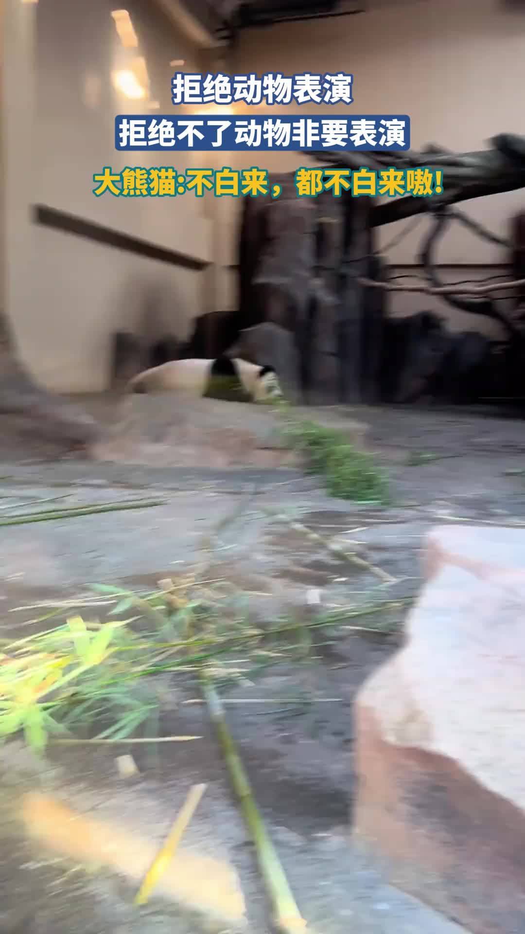 拒绝动物表演,拒绝不了动物非要表演
