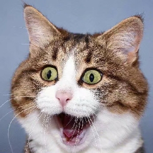 膝盖中过一箭qd-bp 