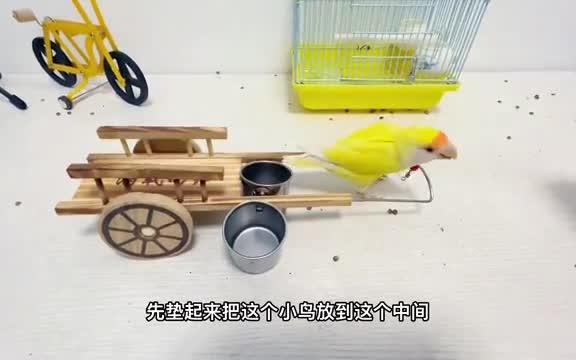 牡丹鹦鹉学拉车视频教程(1)请大家参考指导ߙ