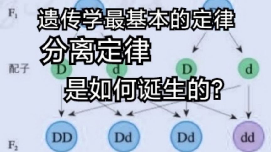 遗传学中的分离定律是怎么诞生的?【高中生物讲解】2.1.2
