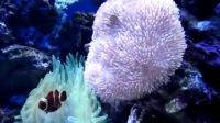 C-MP420造浪泵实体海水缸造浪效果视频!
