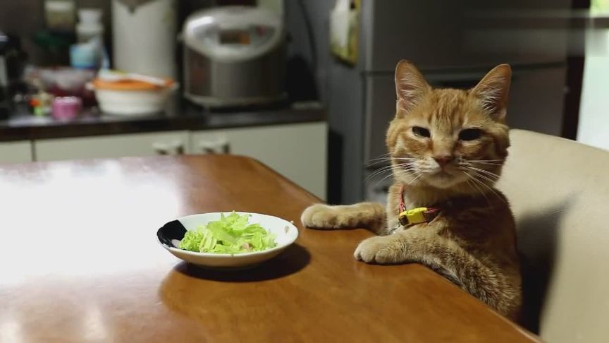 生菜叶子也真是素淡啊,铲屎的,本喵想吃小鱼干!