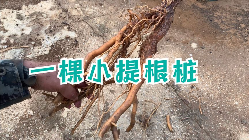 控根器种了一年的三角梅,今天挖出来看下能不能达到提根的效果?