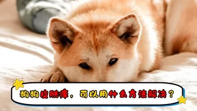 狗狗皮肤痒,可以用什么办法解决?