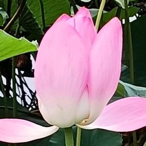 远萍果