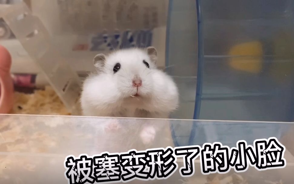 把自己吃到变形的日常 | 仓鼠观察日记5之吃吃吃吃.