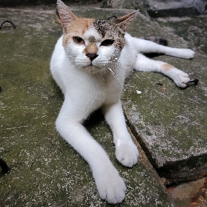 程序员锅巴 