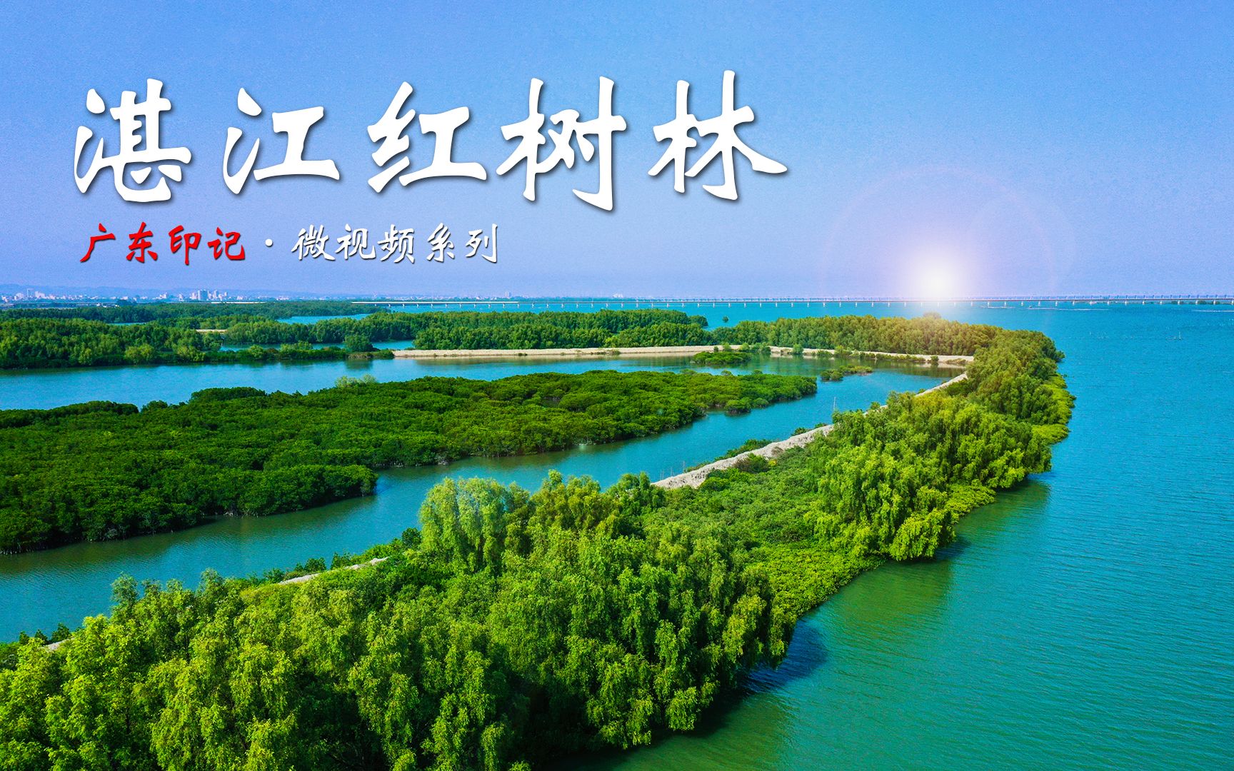 【广东旅游】树上白鹭翔集,树下鱼虾集聚,郁郁葱葱的红树林在湛江的...