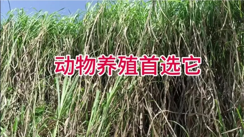 动物养殖必备神器,高效营养,首选它