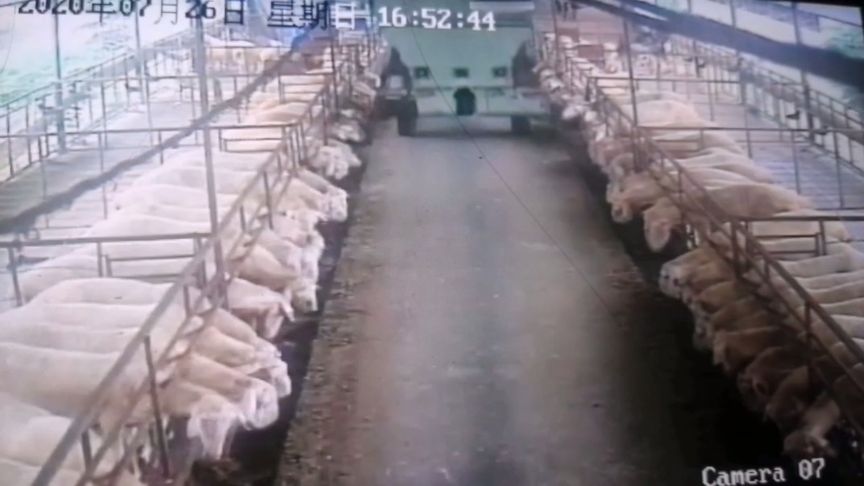 规模羊场 自动化喂羊 一套设备 一人可喂5000只羊